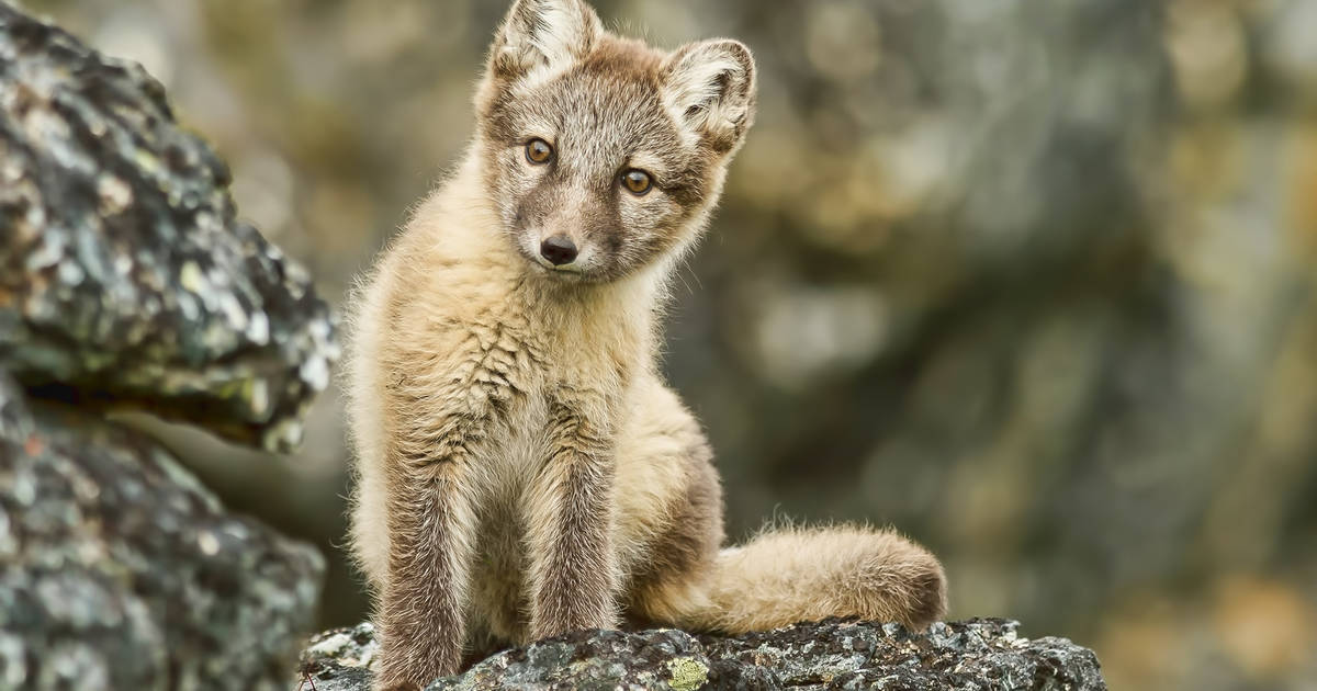 Rondreis Spitsbergen | Tico Reizen